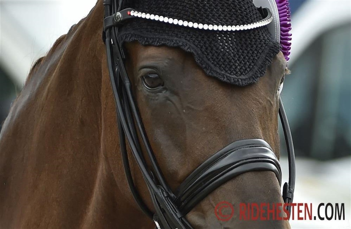 Grand Prix-debut for Bohemian udskudt - Ridehesten.com