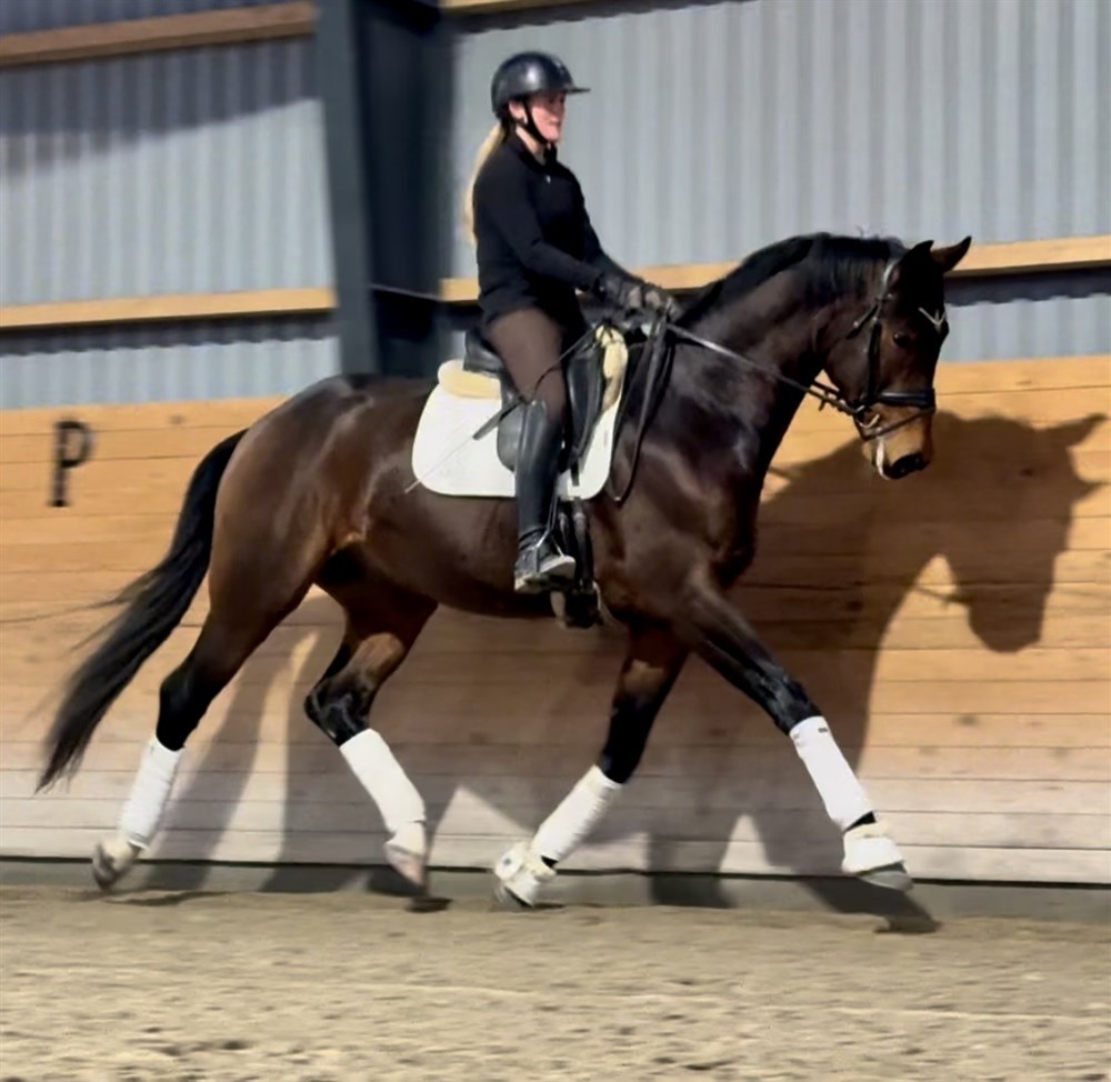 Enzo - Ridehesten.com