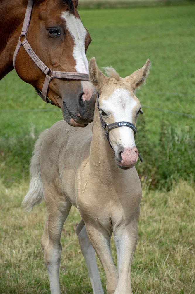 HJABELUNDS HEART THIEF - Ridehesten.com