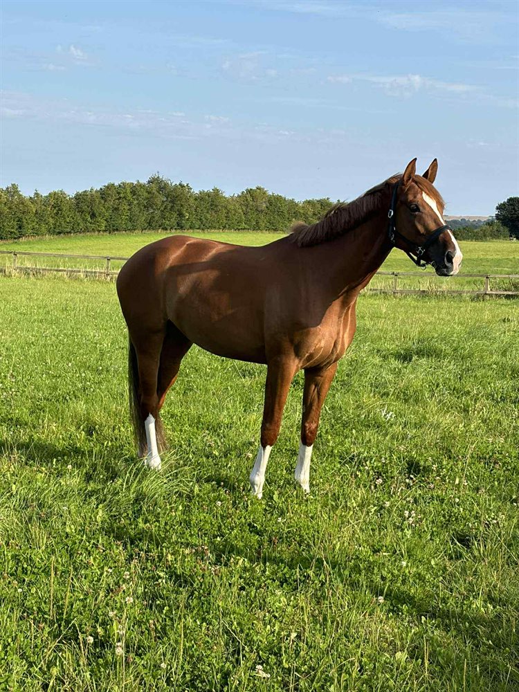 La Petite - Ridehesten.com