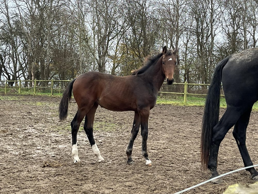 Sigma's Facet - Ridehesten.com