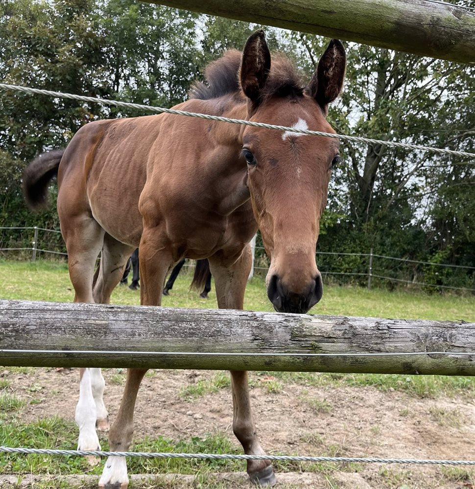 Sigma's Facet - Ridehesten.com