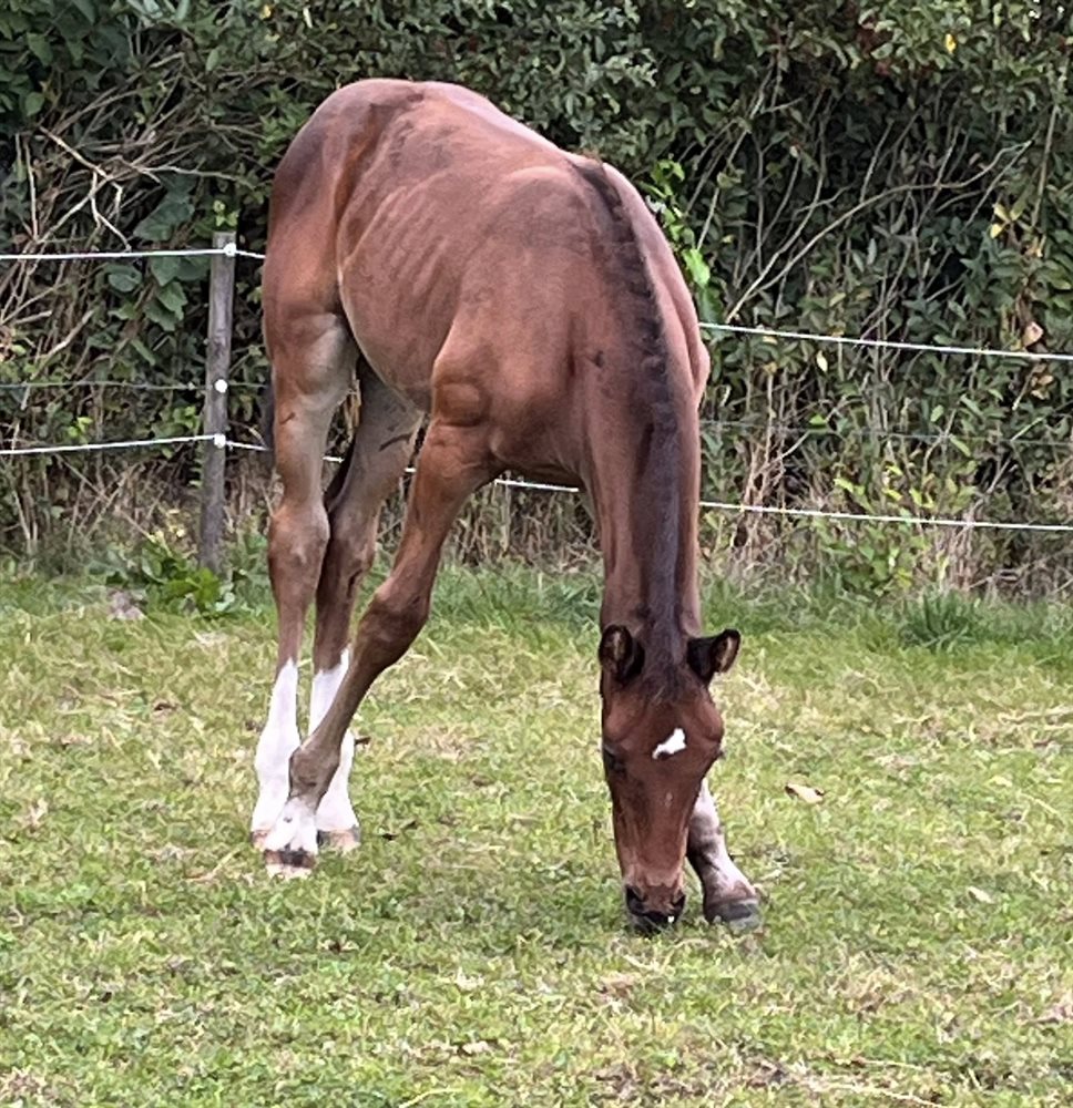 Sigma's Facet - Ridehesten.com